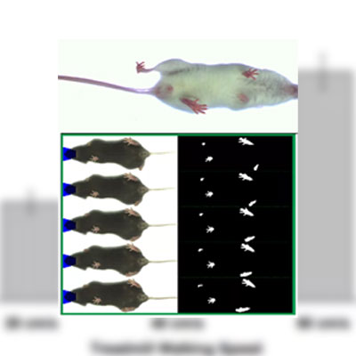 DigiGait步态分析系统，丰富不同维度实验的数据！ - 瑞沃德资源中心